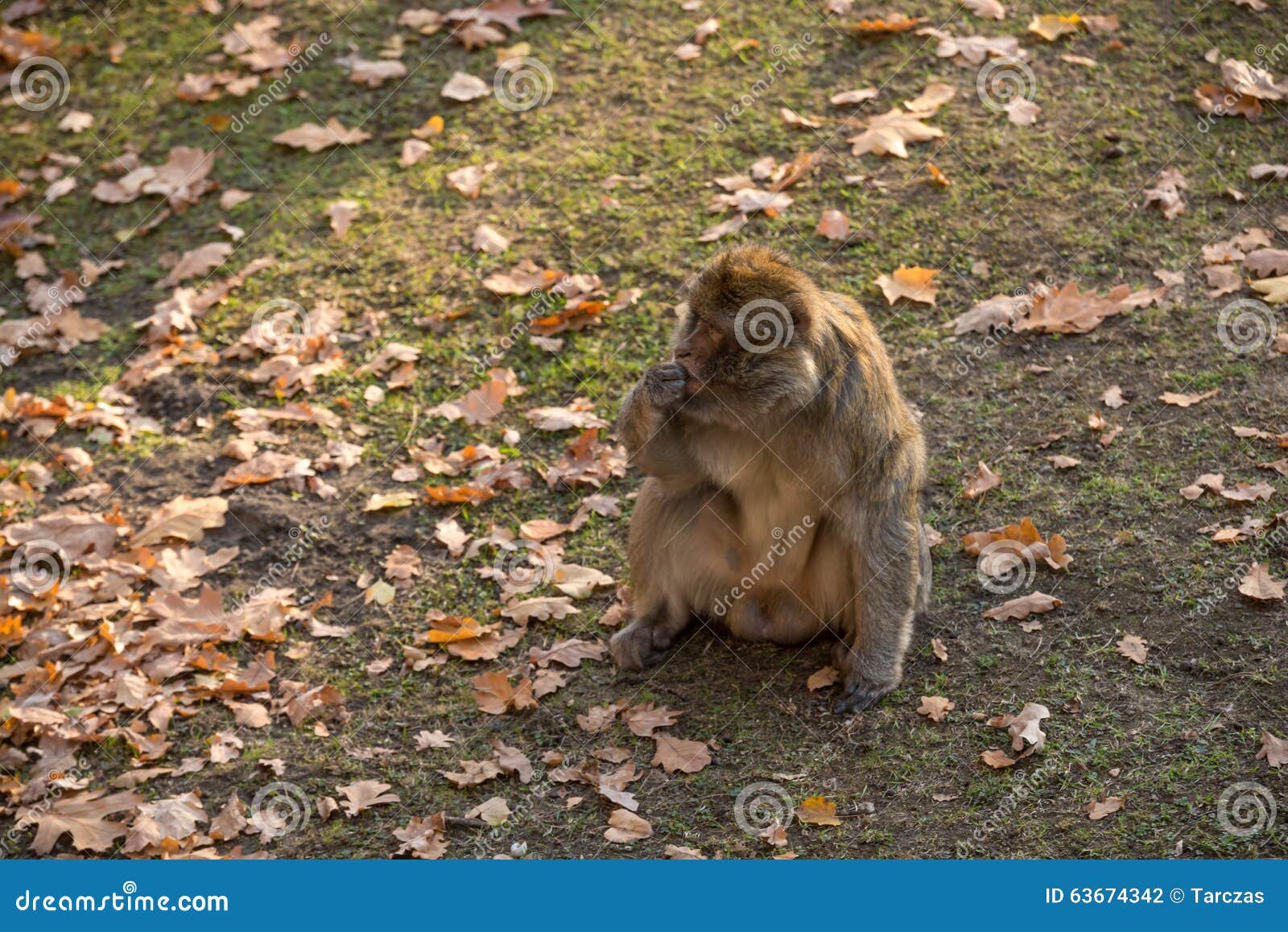 Monkey Macaca Sylvanus stock photo. Image of watching - 63674342