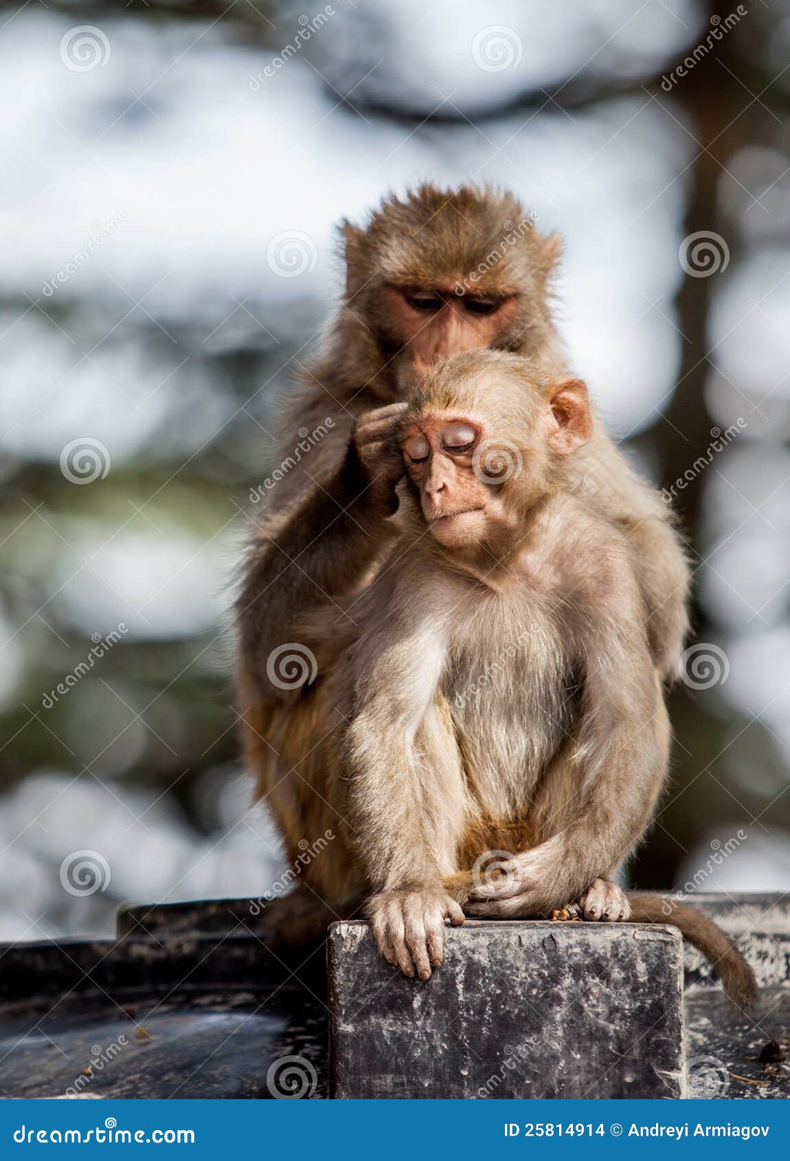Monkey - Macacus mulatta stock photo. Image of concern - 25814914
