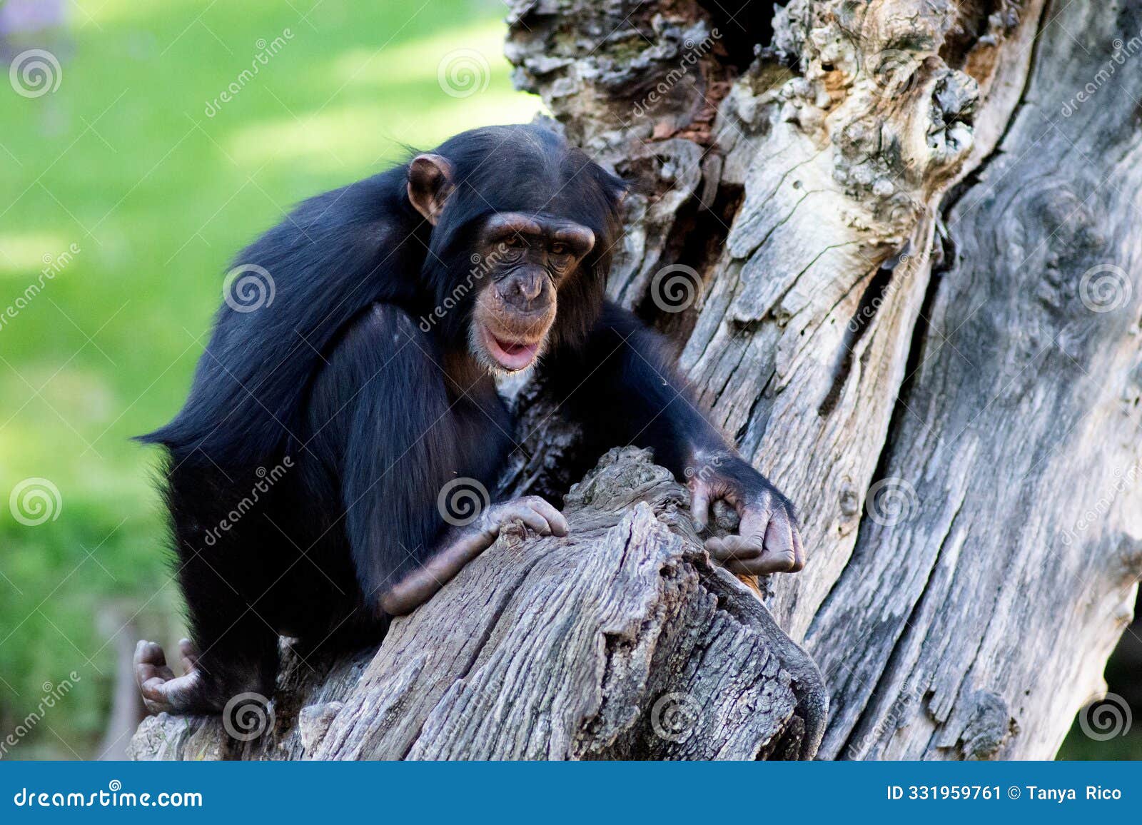 Chimpanzee Sitting In Calm Pose On Wooden Trunk Stock Image ...