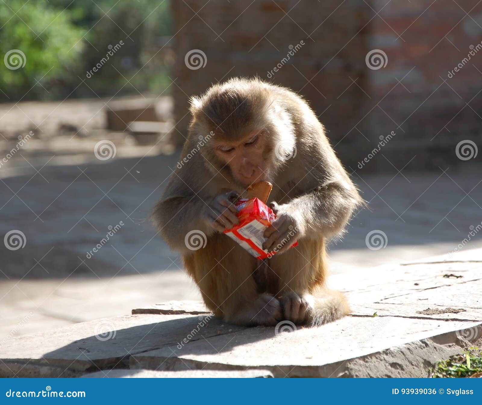 Monkey stock photo. Image of sits, primacy, brown, wild - 93939036