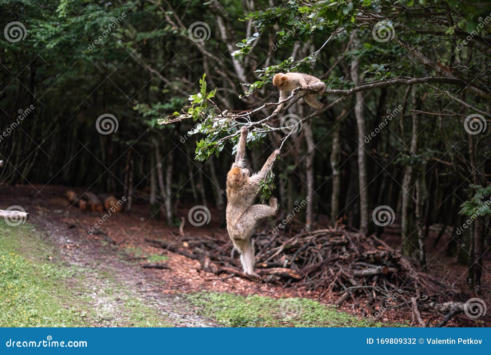 Monkey Barbary Macaque Falling from a Branch Playing Chasing Trees Jump ...