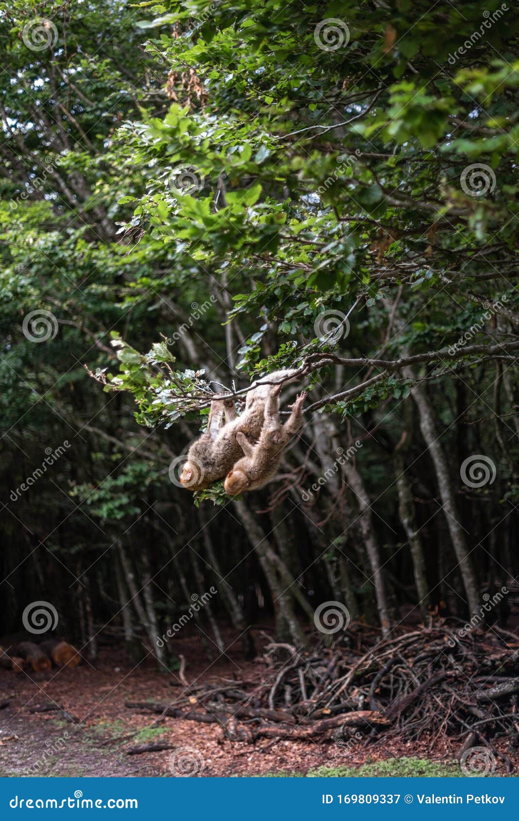 Monkey Barbary Macaque Falling from a Branch Playing Chasing Trees Jump ...