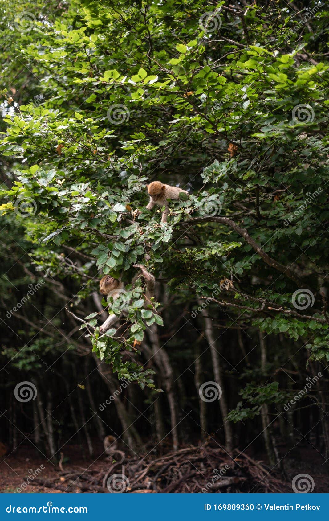 Monkey Barbary Macaque Falling from a Branch Playing Chasing Trees Jump ...