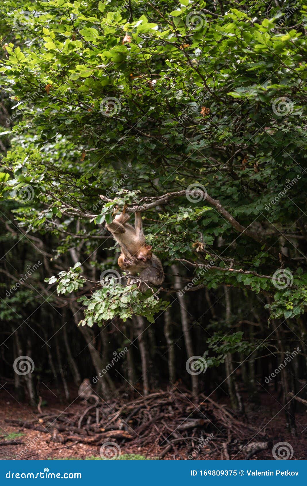 Monkey Barbary Macaque Falling from a Branch Playing Chasing Trees Jump ...