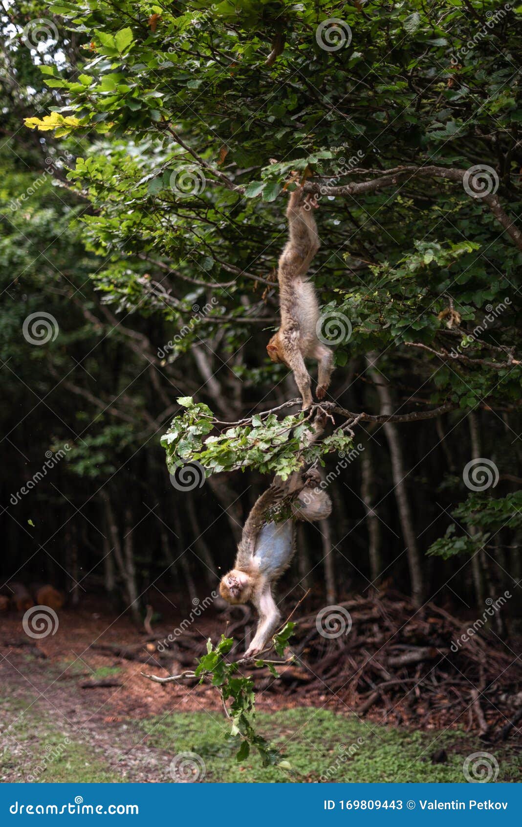 Monkey Barbary Macaque Falling from a Branch Playing Chasing Trees Jump ...
