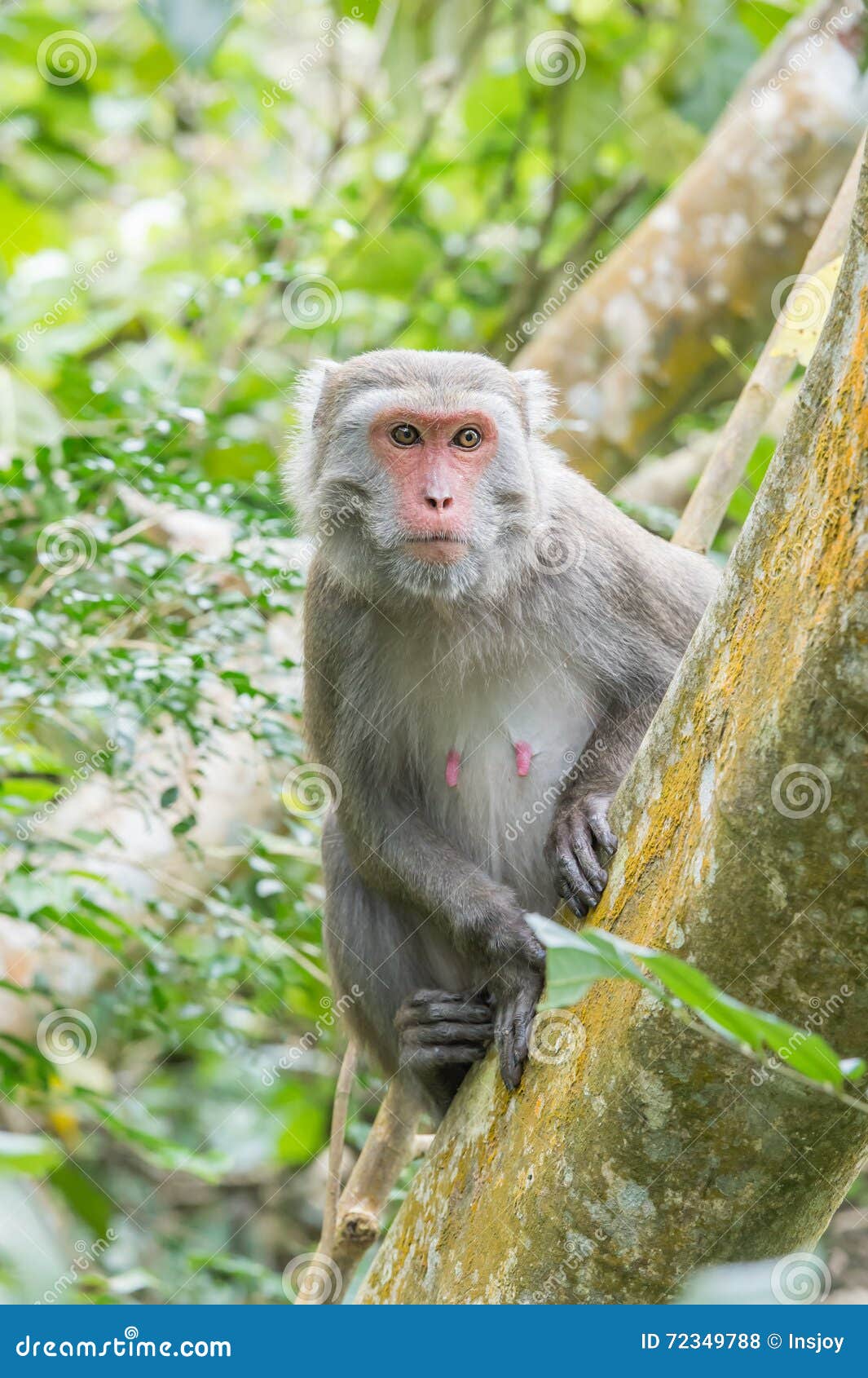 Monkey(Macaque) stock photo. Image of groom, beauty, asia - 72349788