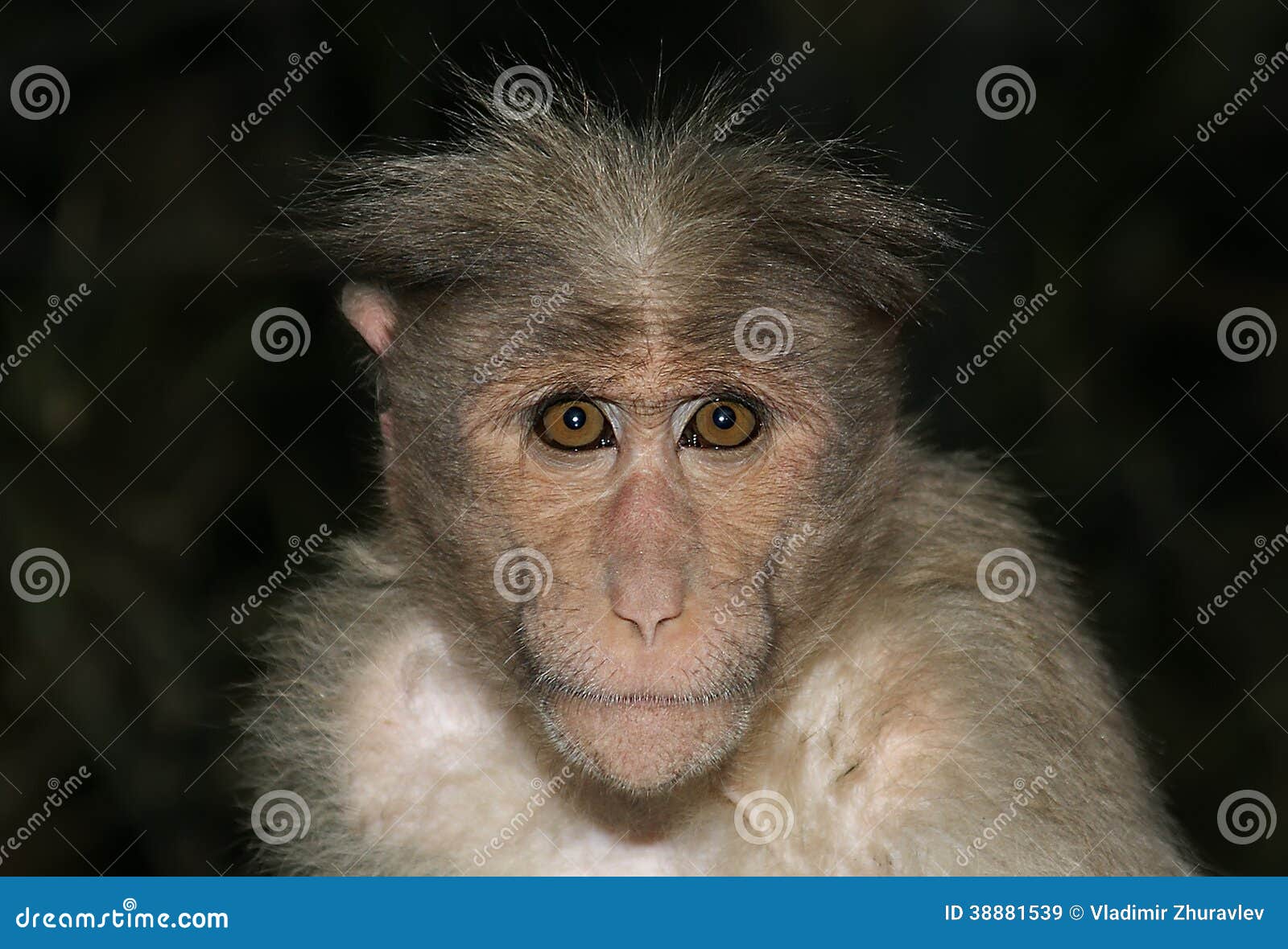Monkey (macaque) stock image. Image of monkey, animals - 38881539