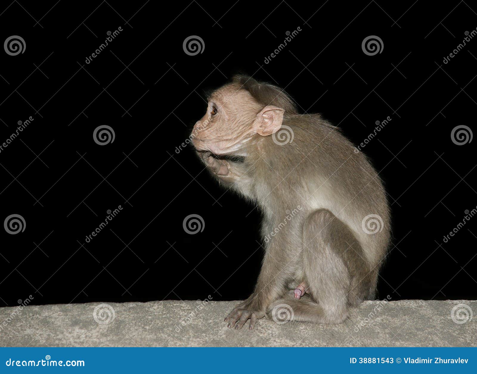 Monkey (macaque) stock image. Image of primate, dormouse - 38881543