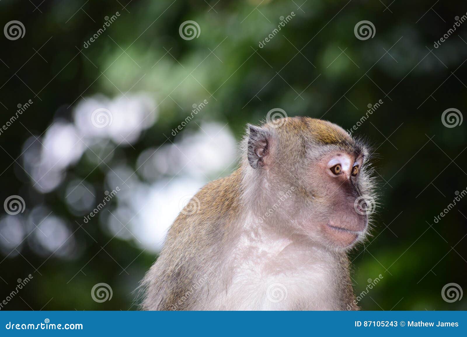Monkey stock image. Image of visitmalaysia, angrymonkey - 87105243