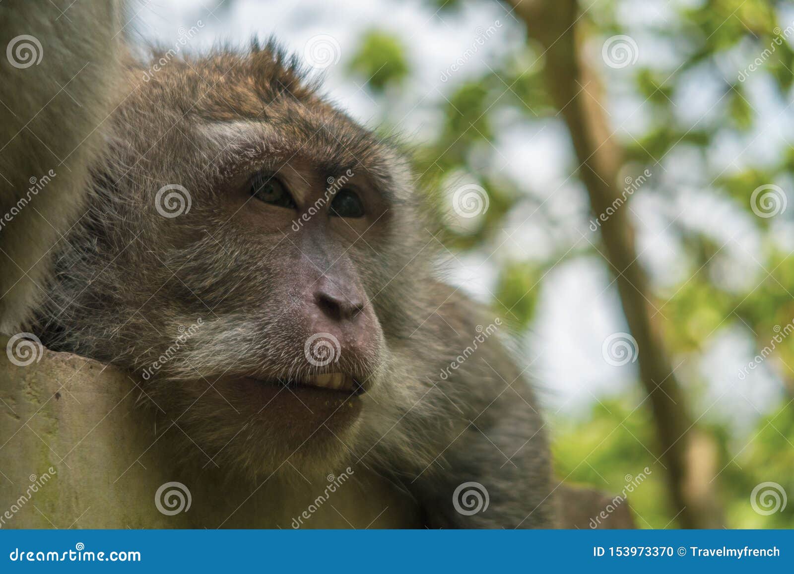 Monkey Macaque Macacca Portrait Face Bali Ubud Stock Photo - Image of ...