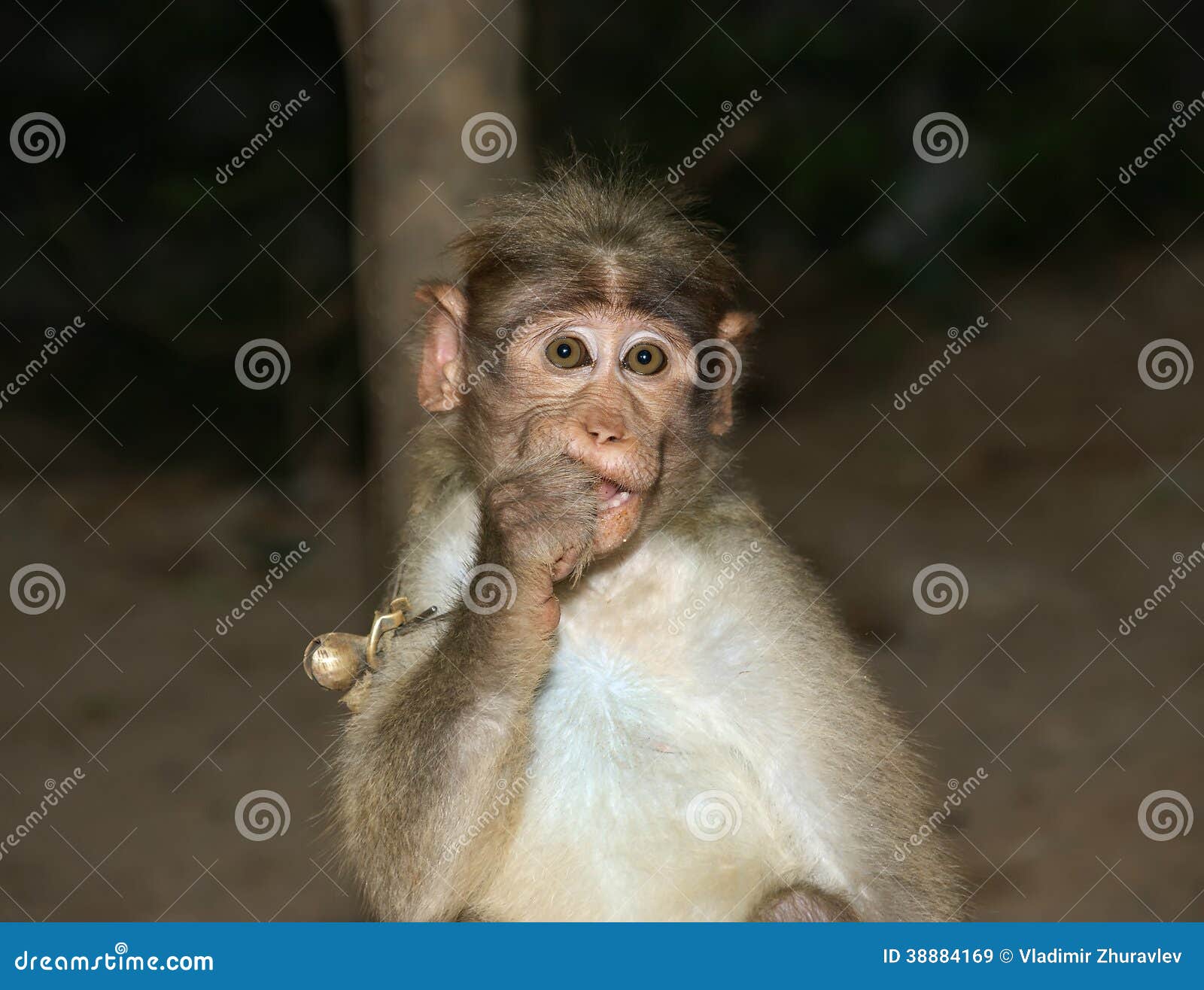 Monkey (macaque) in a Natural Environment Stock Image - Image of kerala ...