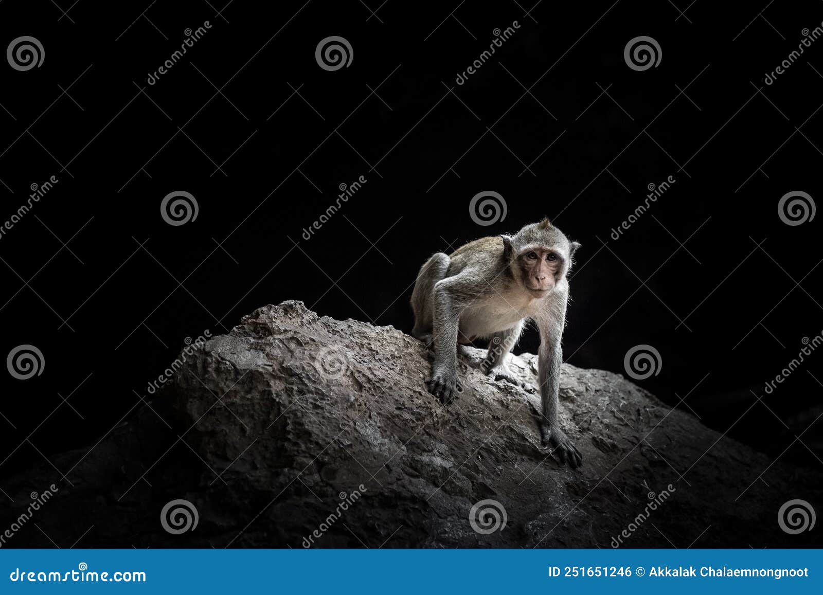 Monkey Macaque Sitting on the Rock in the Cave Stock Photo - Image of ...