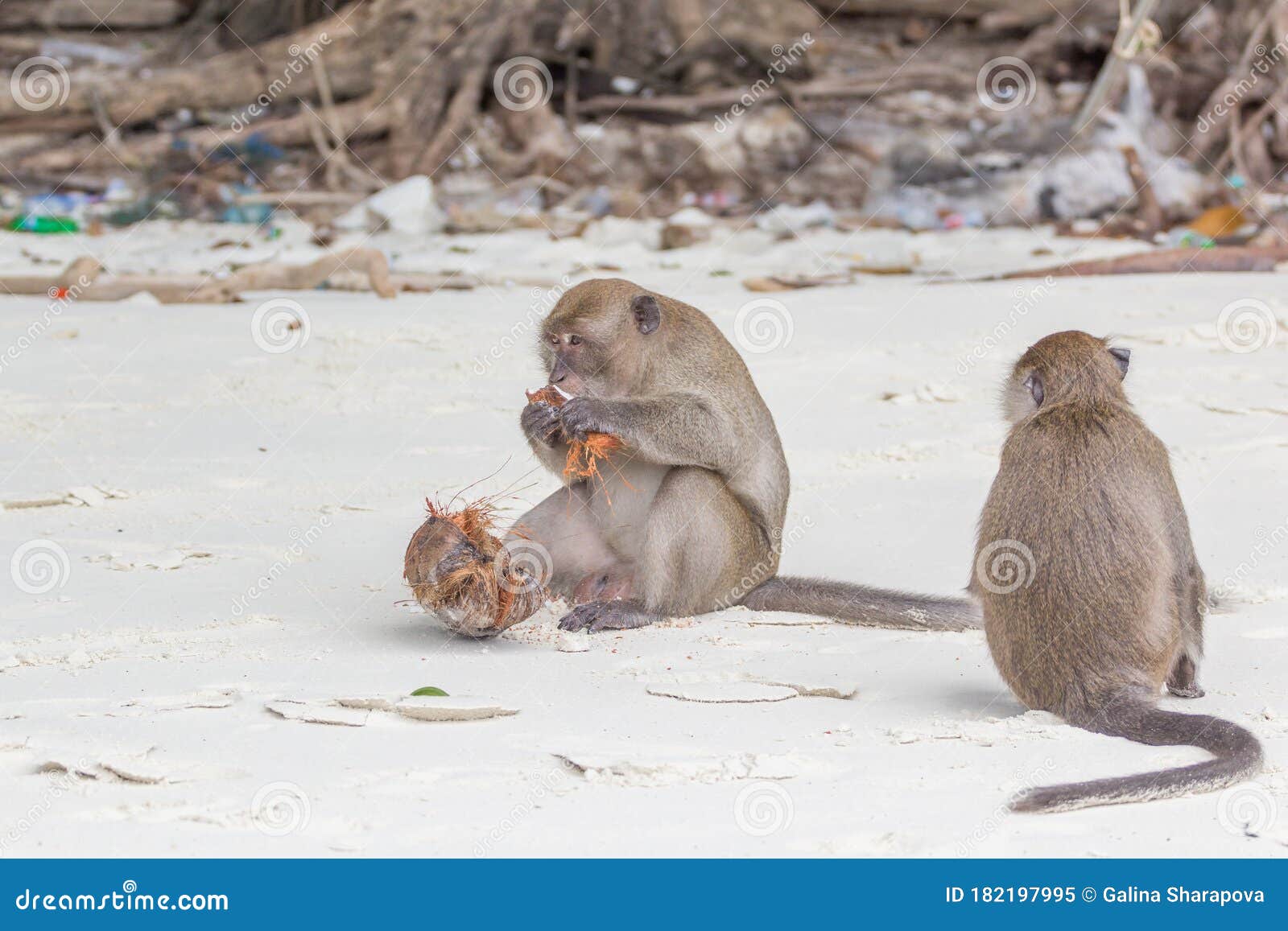 Monkey Macaques in the Monkey Forest in Lombok Eating a Coconu Stock ...