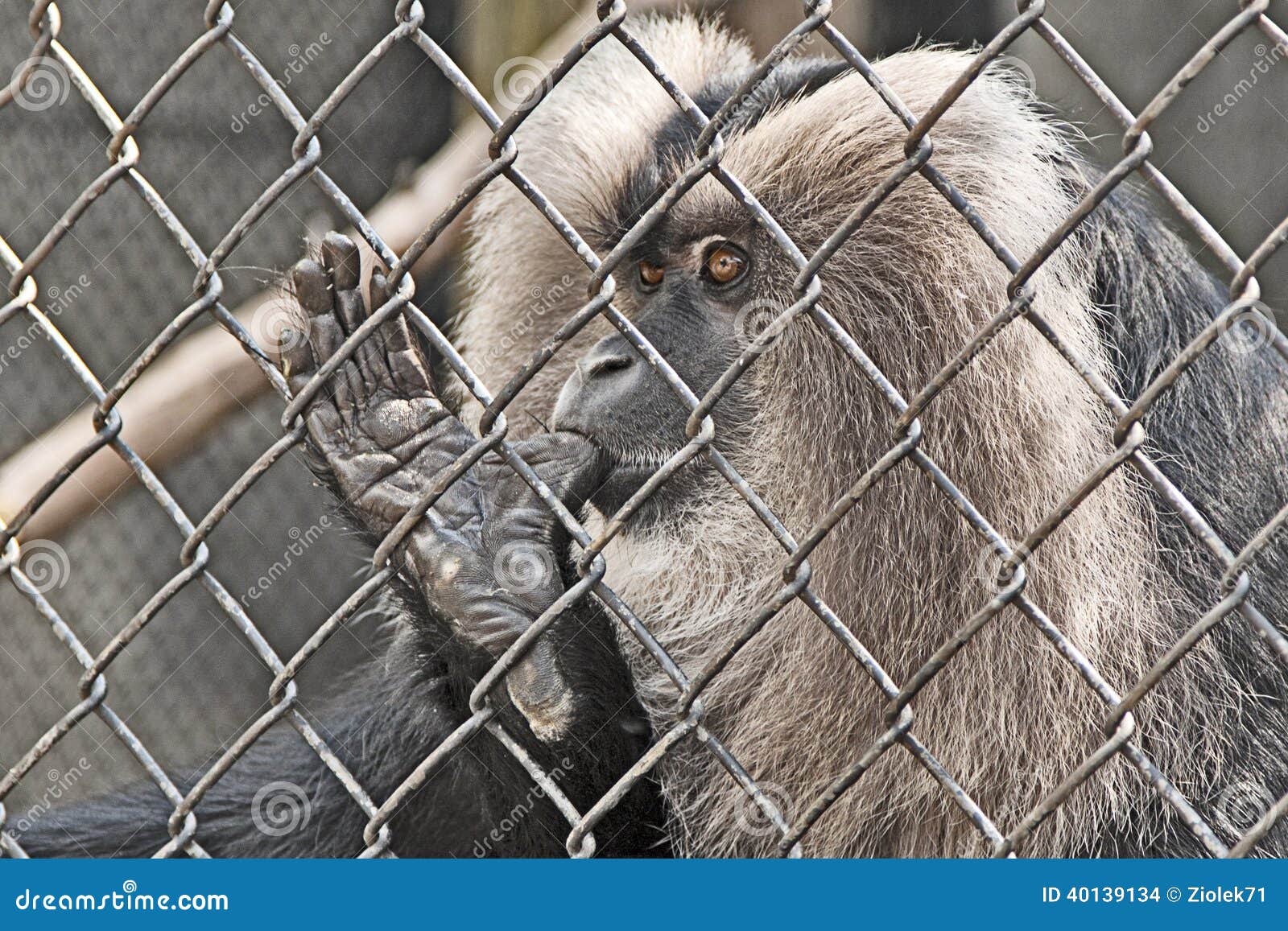 Monkey stock photo. Image of imprisoned, head, thumb - 40139134