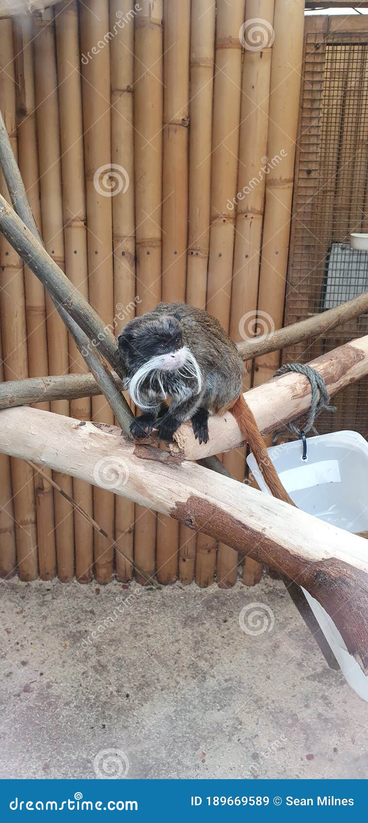 Magic Monkey Sculpture Stand On The Rock Hill With Trees In The ...