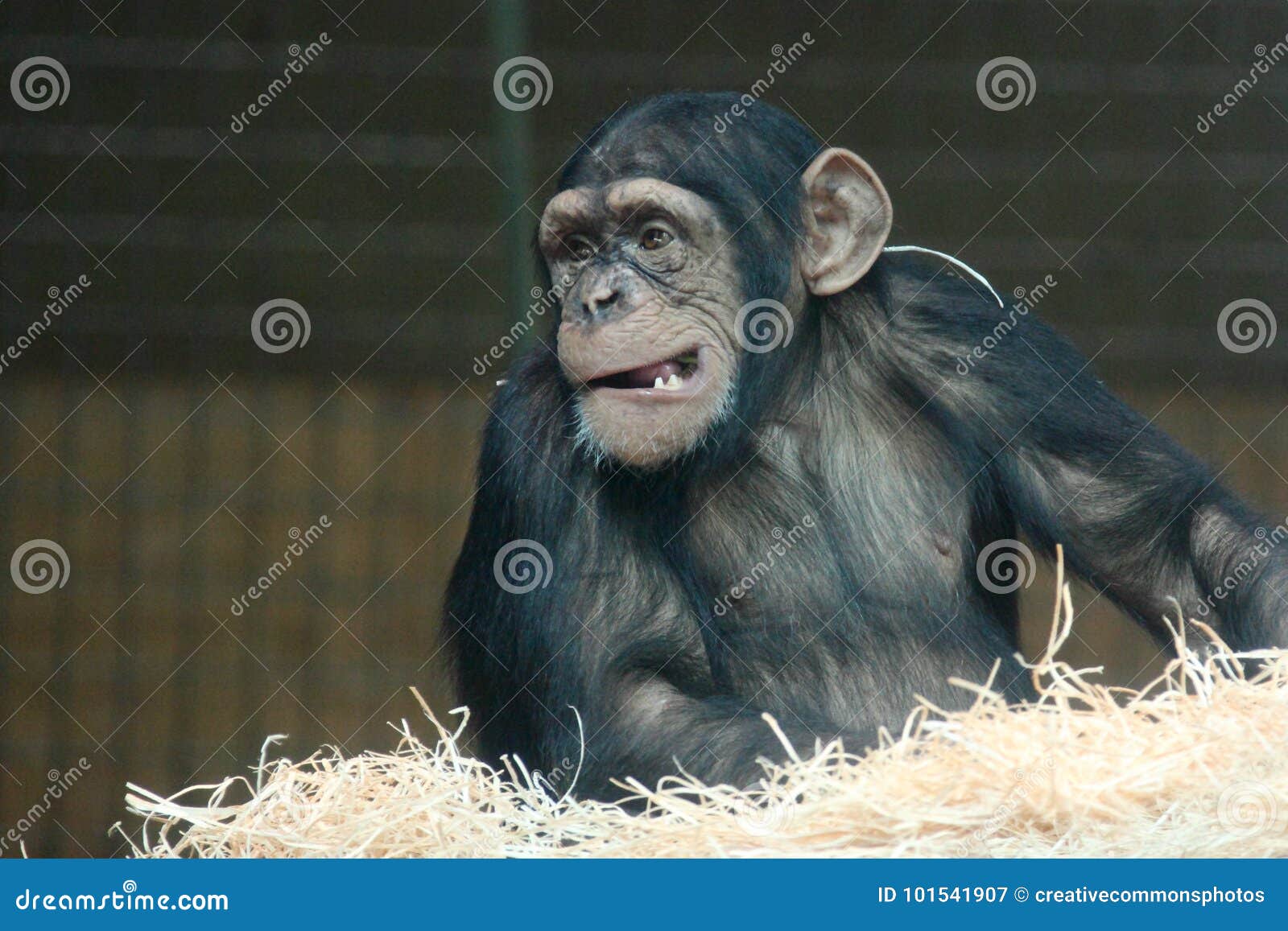 Monkey Making Faces Picture. Image: 101541907