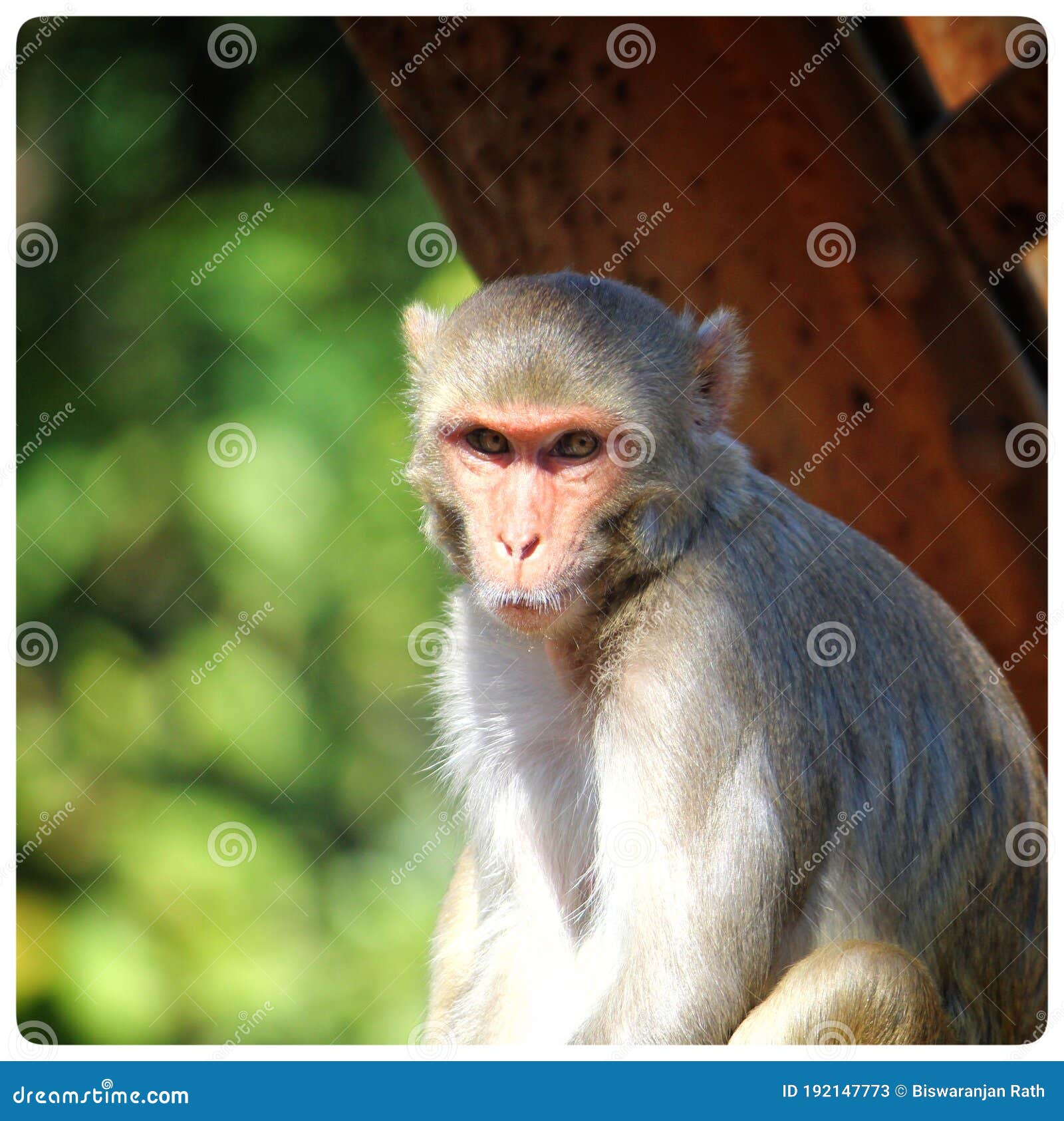 Monkey Making Funny Face Monkey Face Expression Stock Image - Image of expression, monkey: 192147773