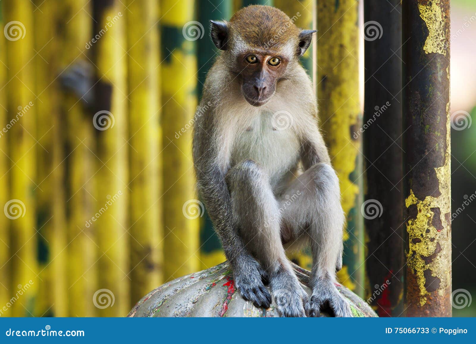 Monkey making a funny face stock image. Image of animalia - 75066733