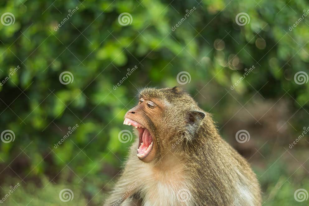 Monkey stock photo. Image of angry, national, face, portrait - 48934348
