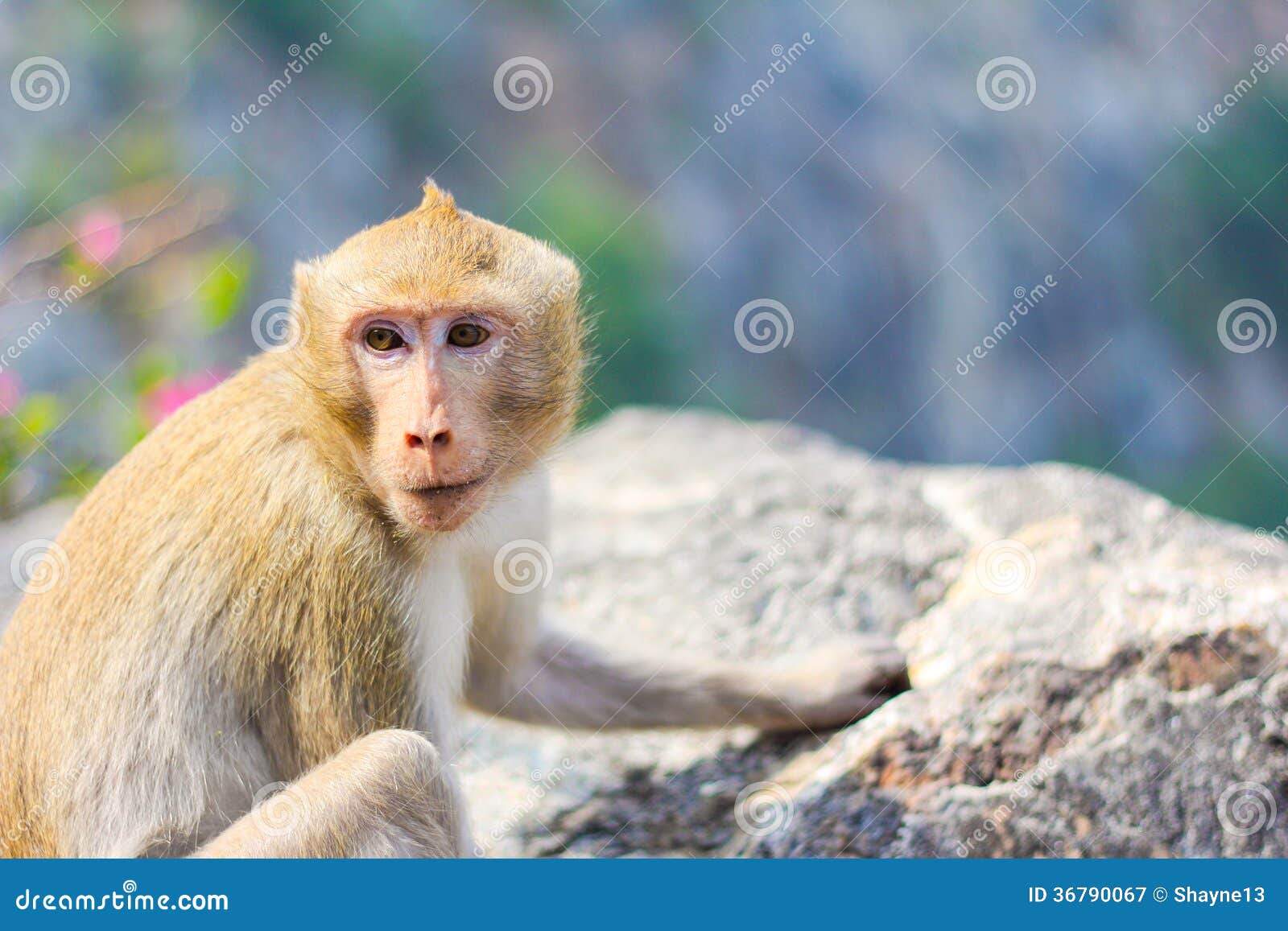 Monkey stock image. Image of primate, pretty, expectant - 36790067