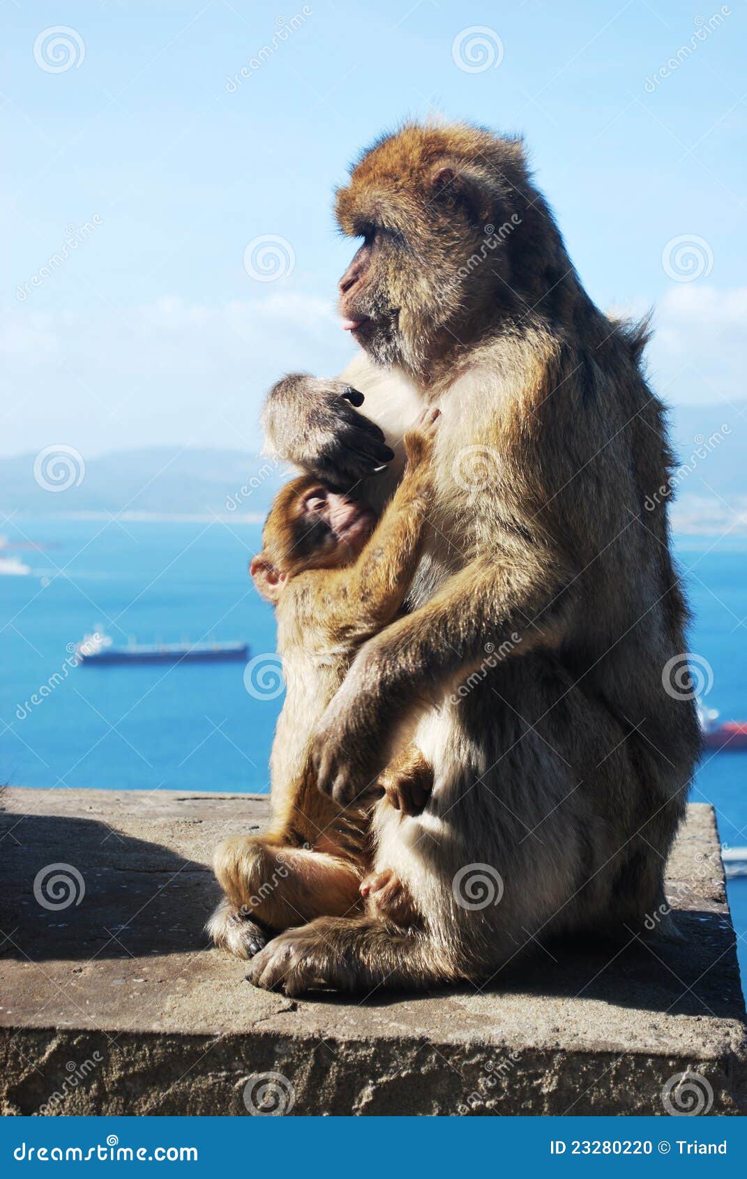 Monkey mama and her baby stock photo. Image of care, gibraltar - 23280220
