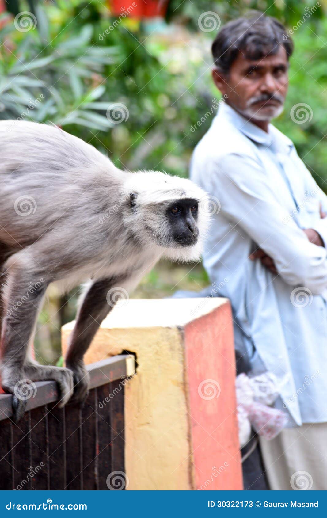 Monkey and Man editorial stock photo. Image of park, primate - 30322173