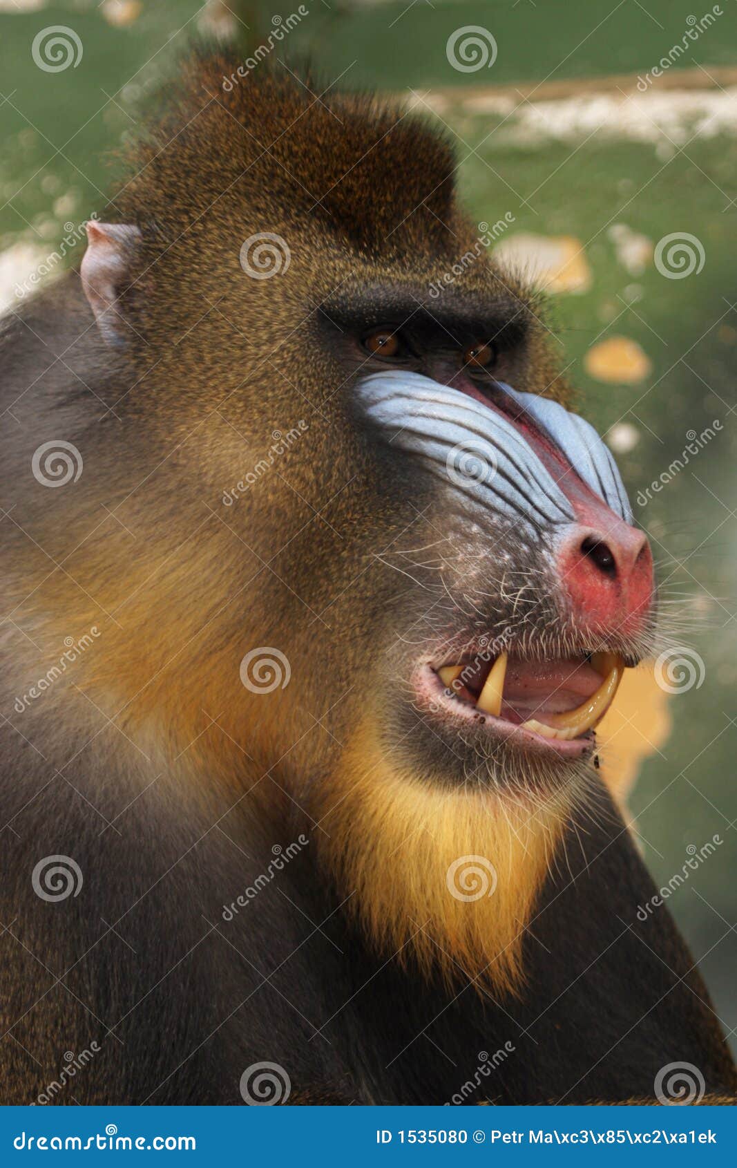 Monkey Mandrill stock photo. Image of portrait, monkey - 1535080