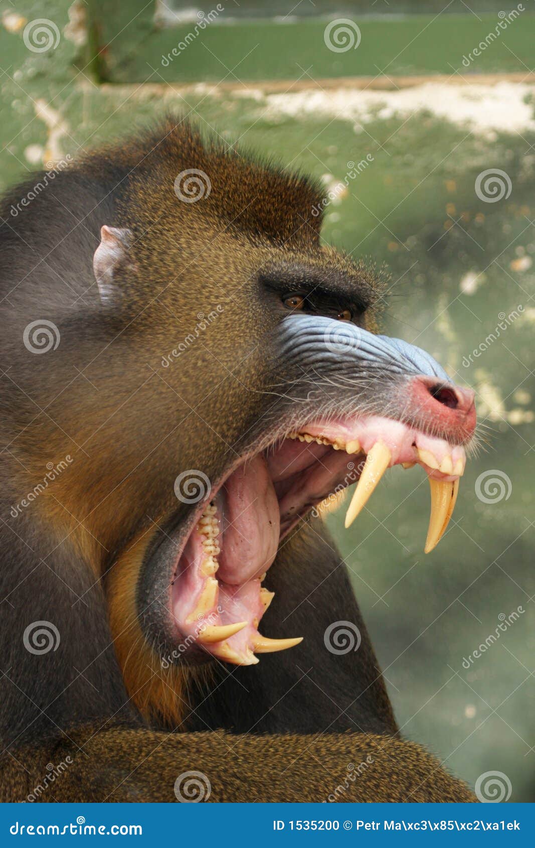 Monkey Mandrill stock photo. Image of head, blue, teeth - 1535200