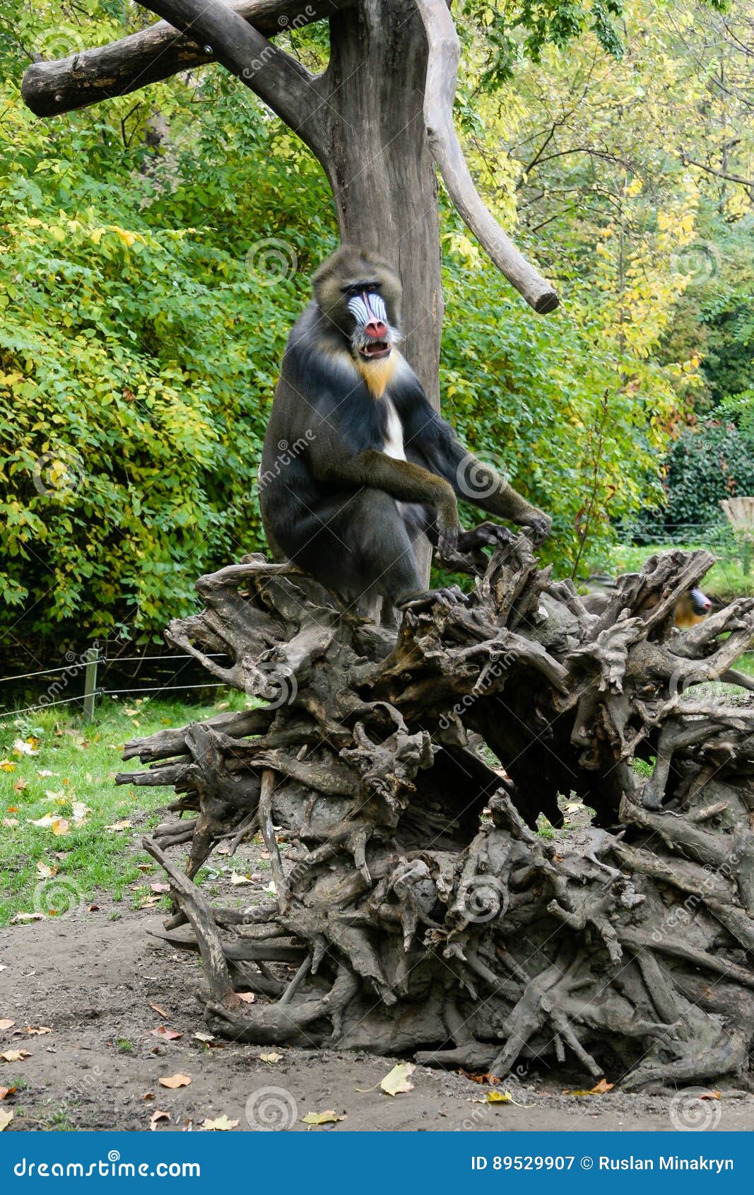 Monkey Mandrill Sits on a Tree Stock Image - Image of colorful, drill ...