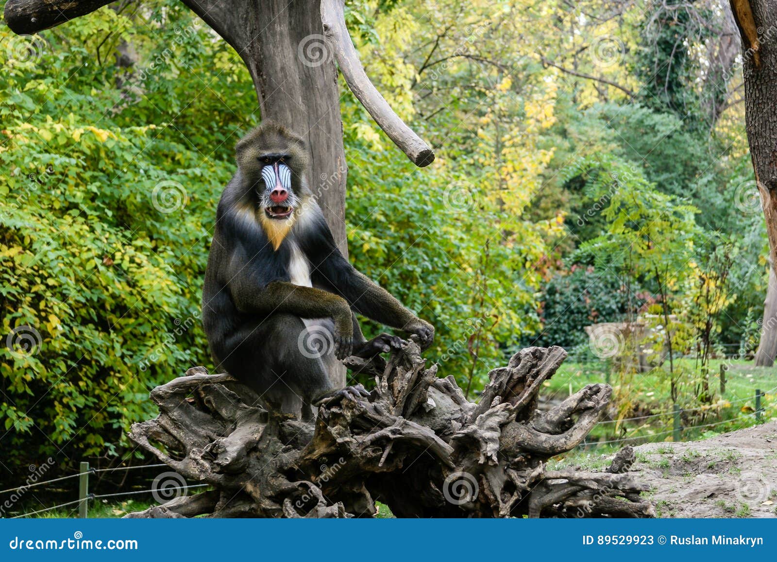Monkey Mandrill Sits on a Tree Stock Image - Image of animal, natural ...