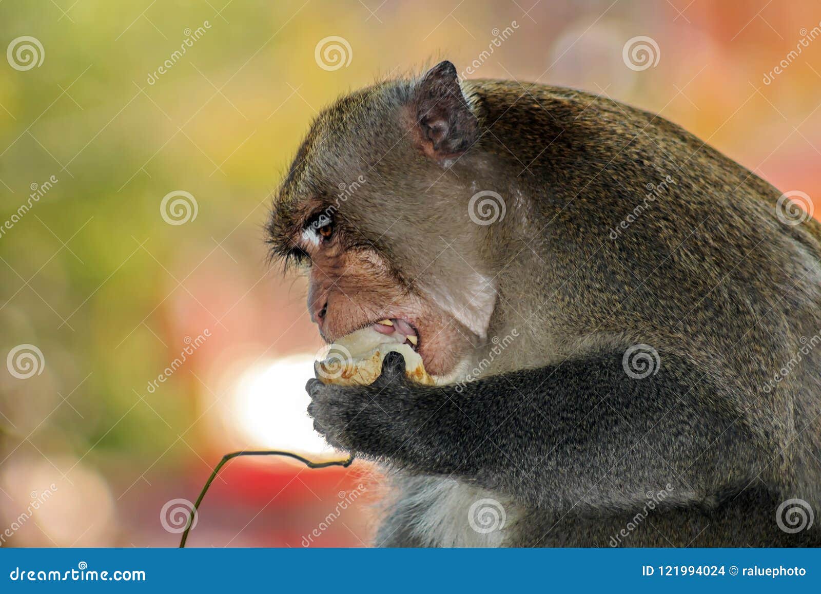 Monkey Manger De La Nourriture, Visage De Singe, Yeux De Singe Photo ...