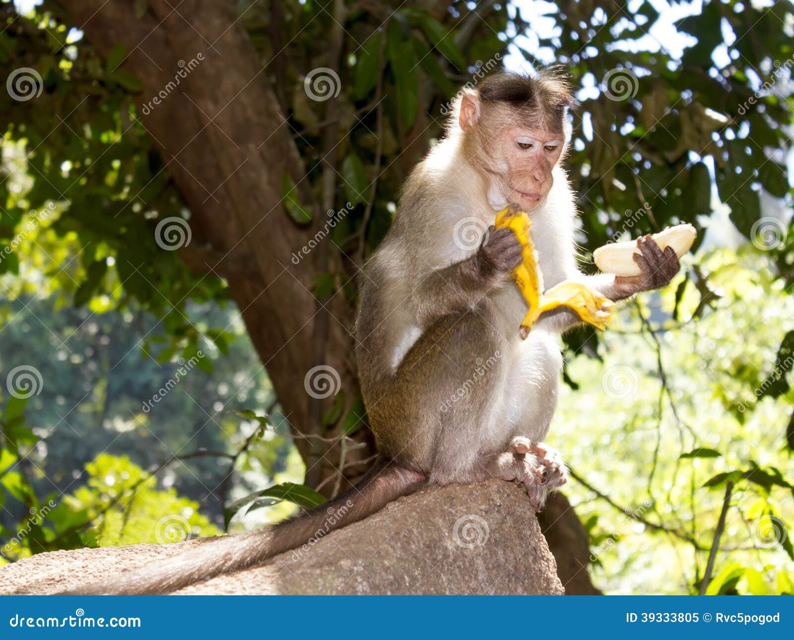 Monkey Manger Une Banane, Goa, Inde Image stock - Image du alimenter ...