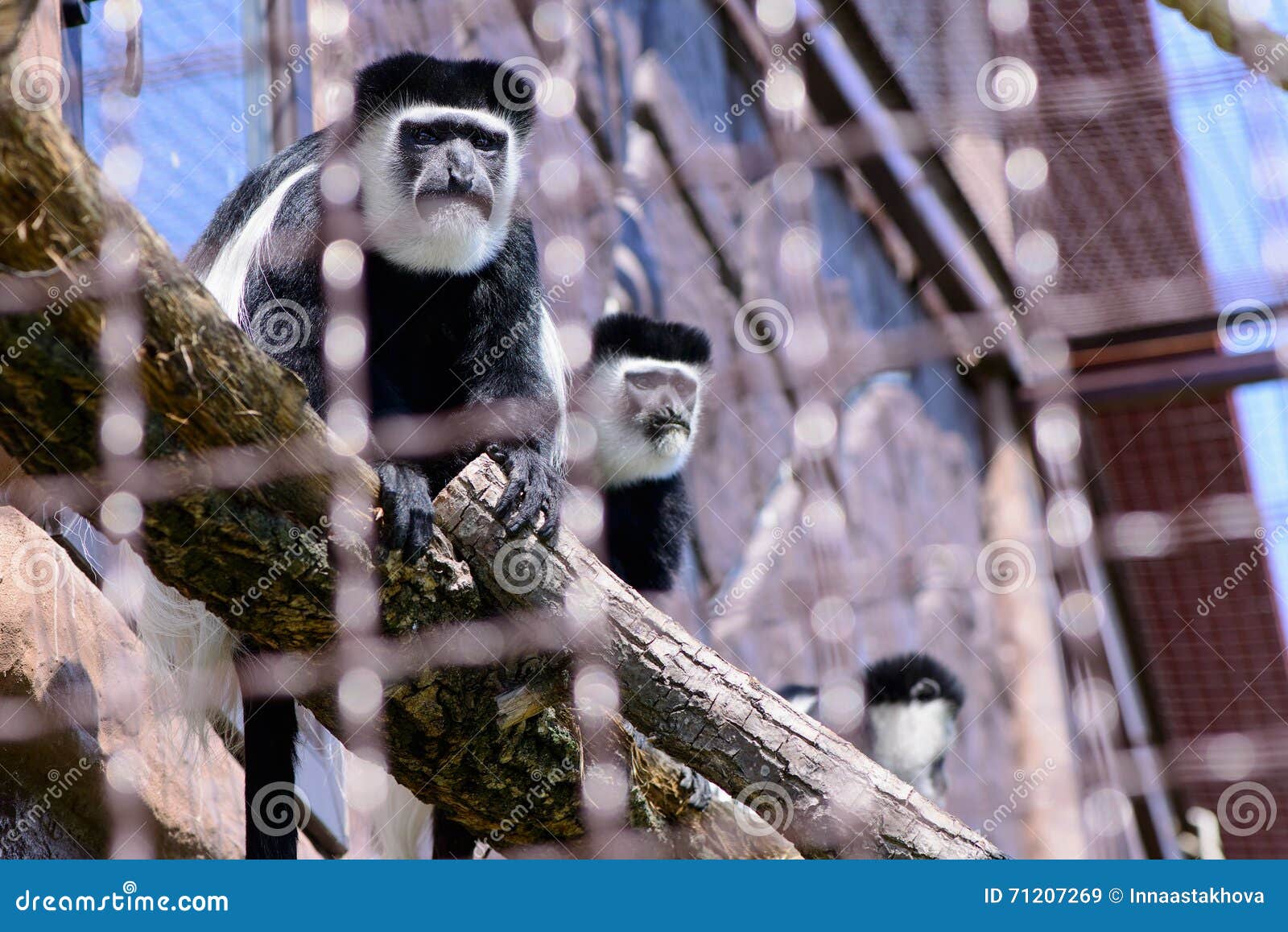Monkey mantled guereza stock image. Image of bolivian - 71207269