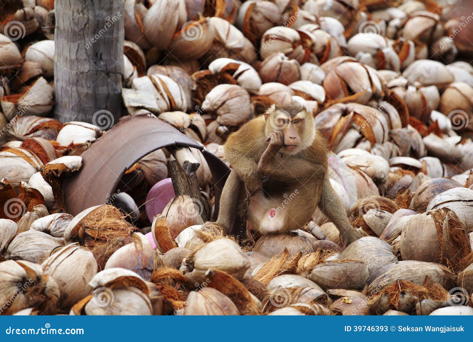 Monkey and many coconut stock image. Image of grass, coconut - 39746393