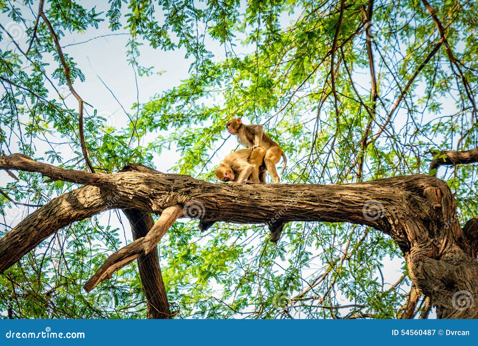 Monkey Mating On The Tree Royalty-Free Stock Photo | CartoonDealer.com ...