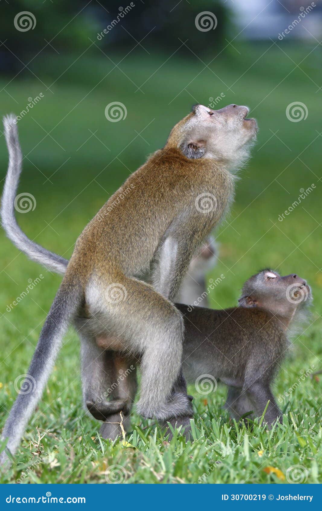 Crested Black Macaque Mating