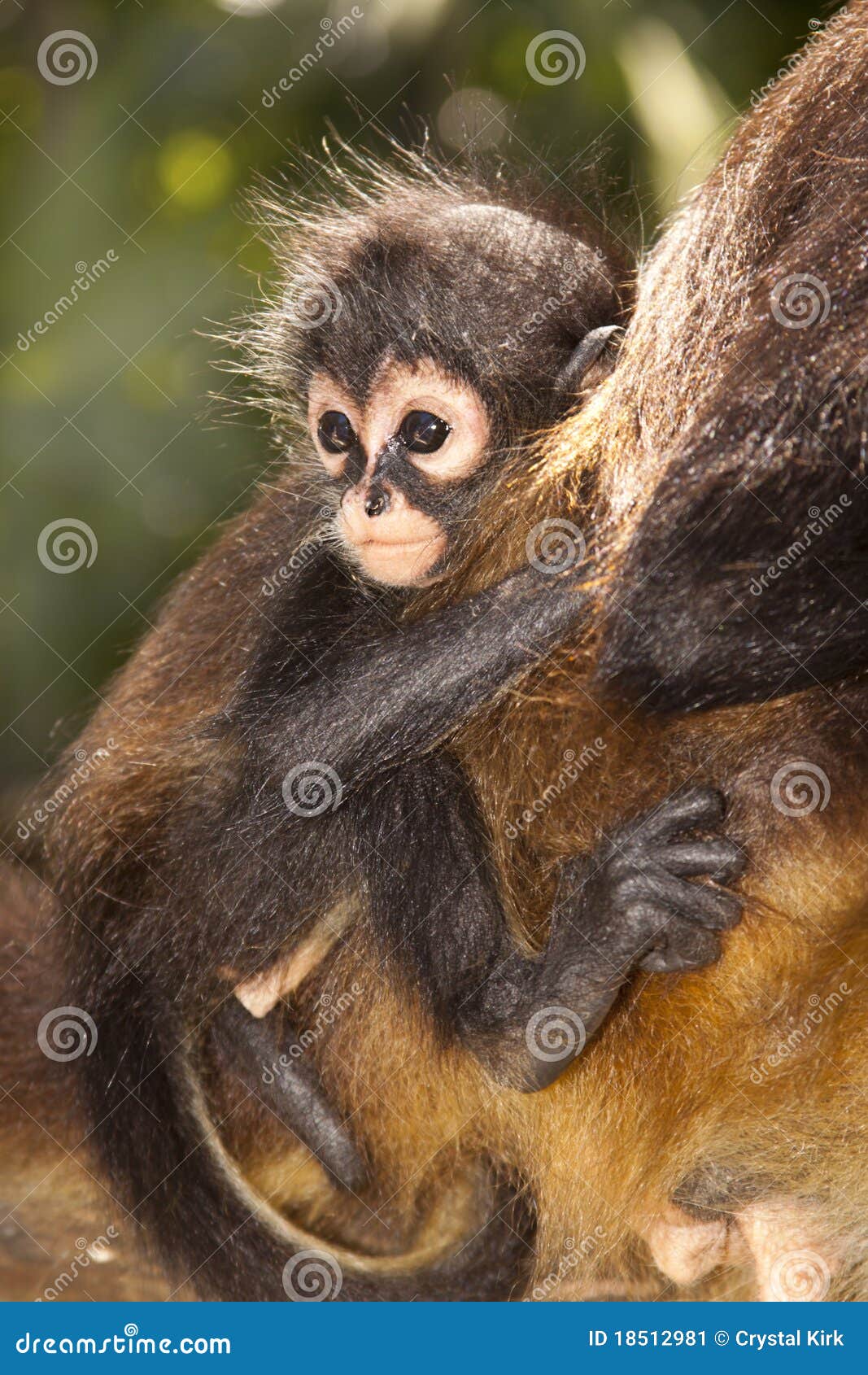 Monkey in Mexico stock image. Image of hairy, creature - 18512981