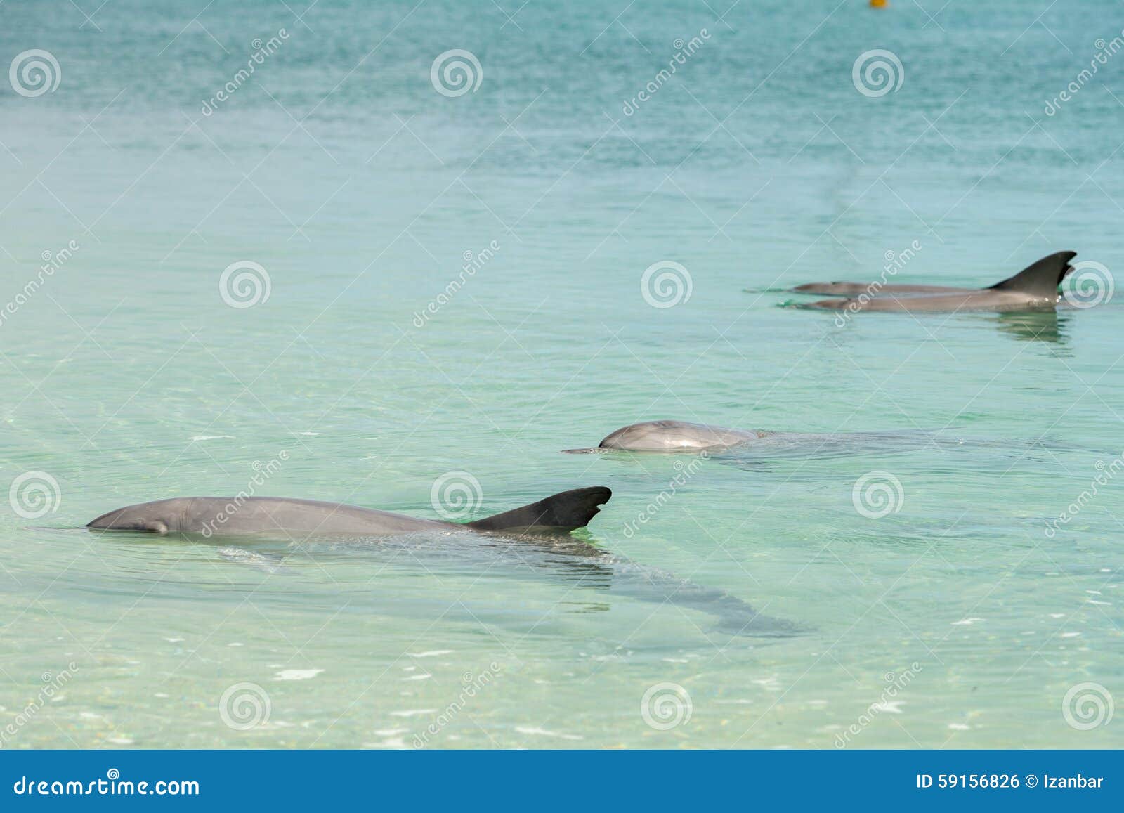 Monkey Mia Dolphins Near the Shore Stock Photo - Image of life, summer ...