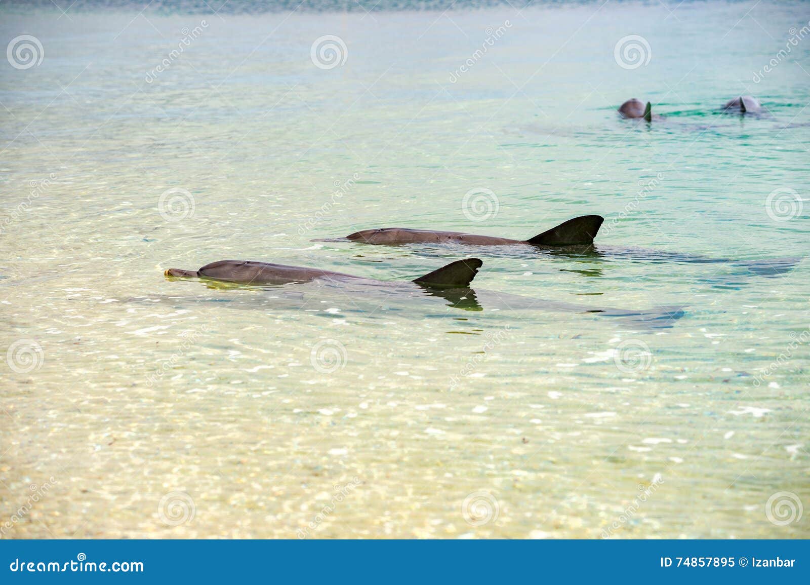 Monkey Mia Dolphins Near the Shore Stock Image - Image of indian ...
