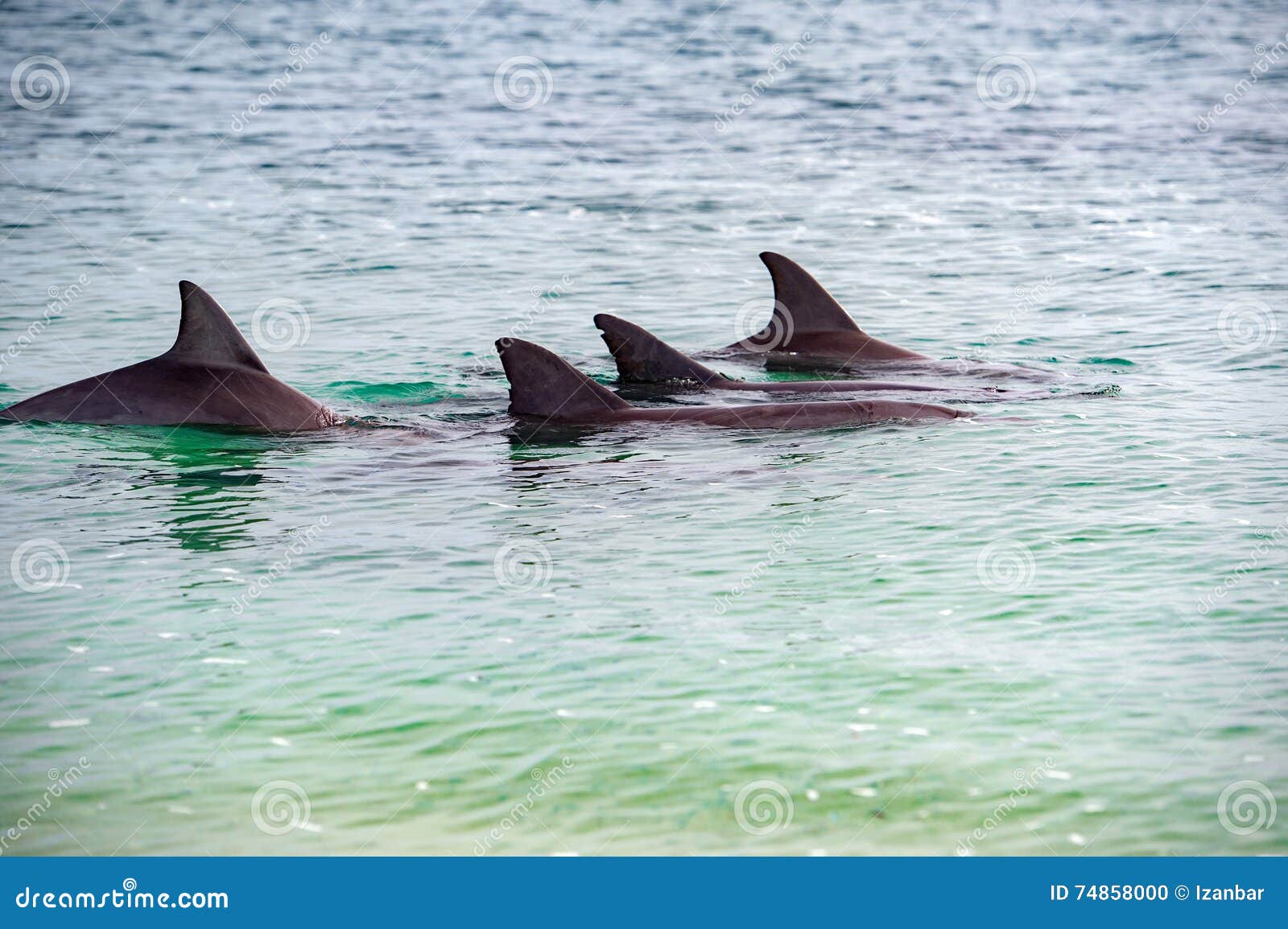 Monkey Mia Dolphins Near the Shore Stock Photo - Image of dolphin ...