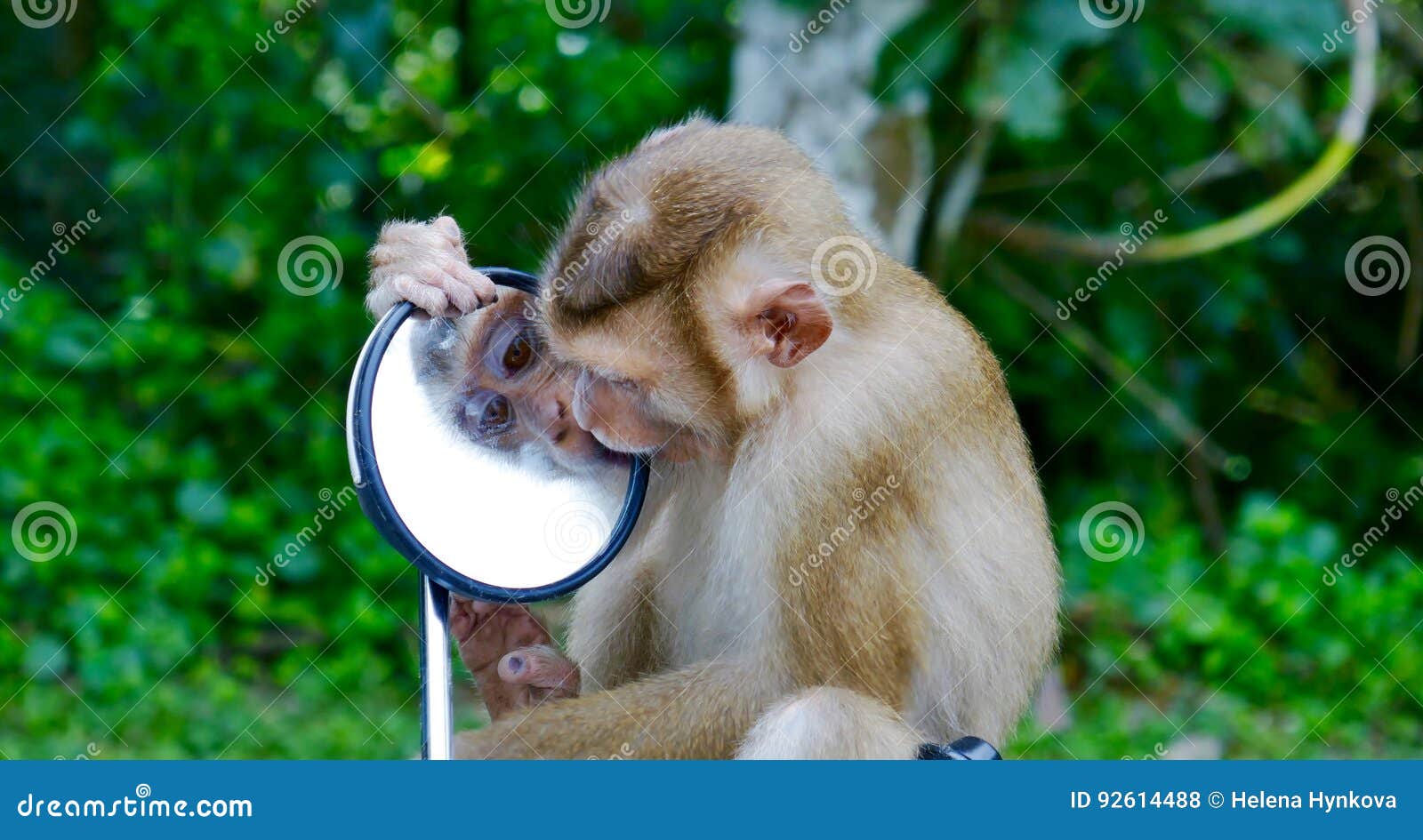 Monkey - mirror face stock photo. Image of rainforest - 92614488