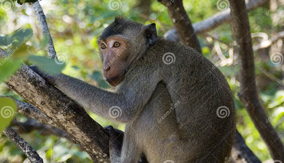 Monkey Modeling stock image. Image of national, asia - 13034441