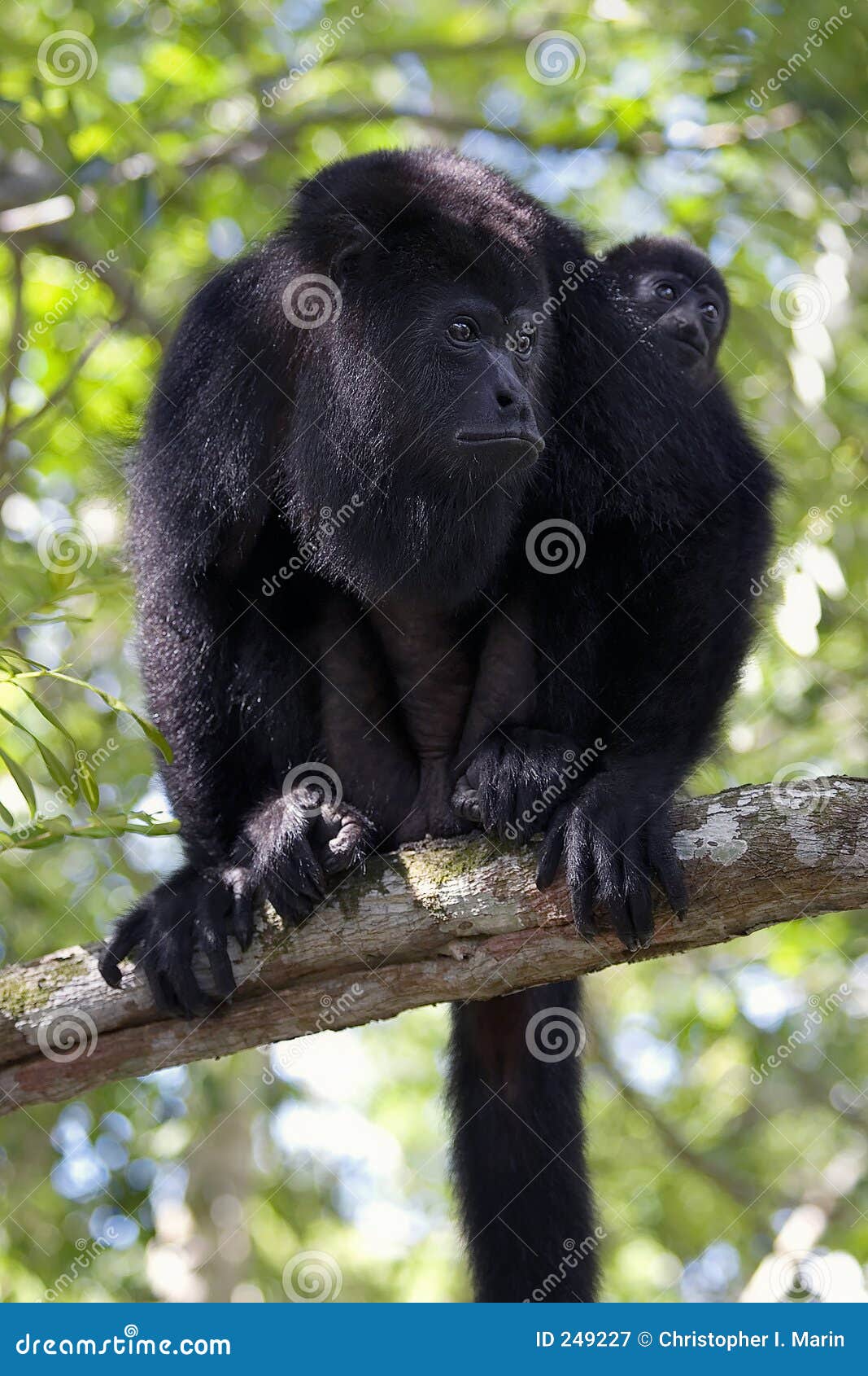 Monkey Mom stock image. Image of mother, adorable, primate - 249227