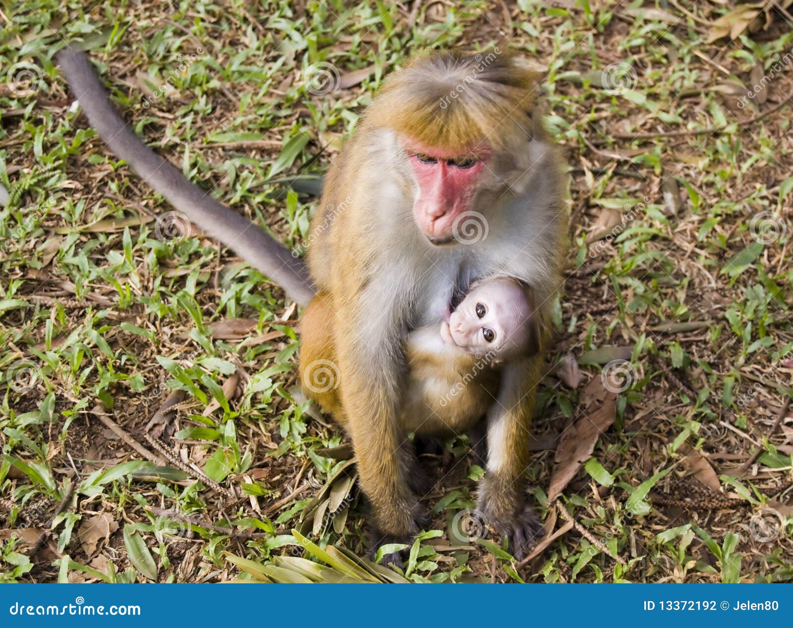 Monkey mom and baby stock photo. Image of malaysia, maternal - 13372192