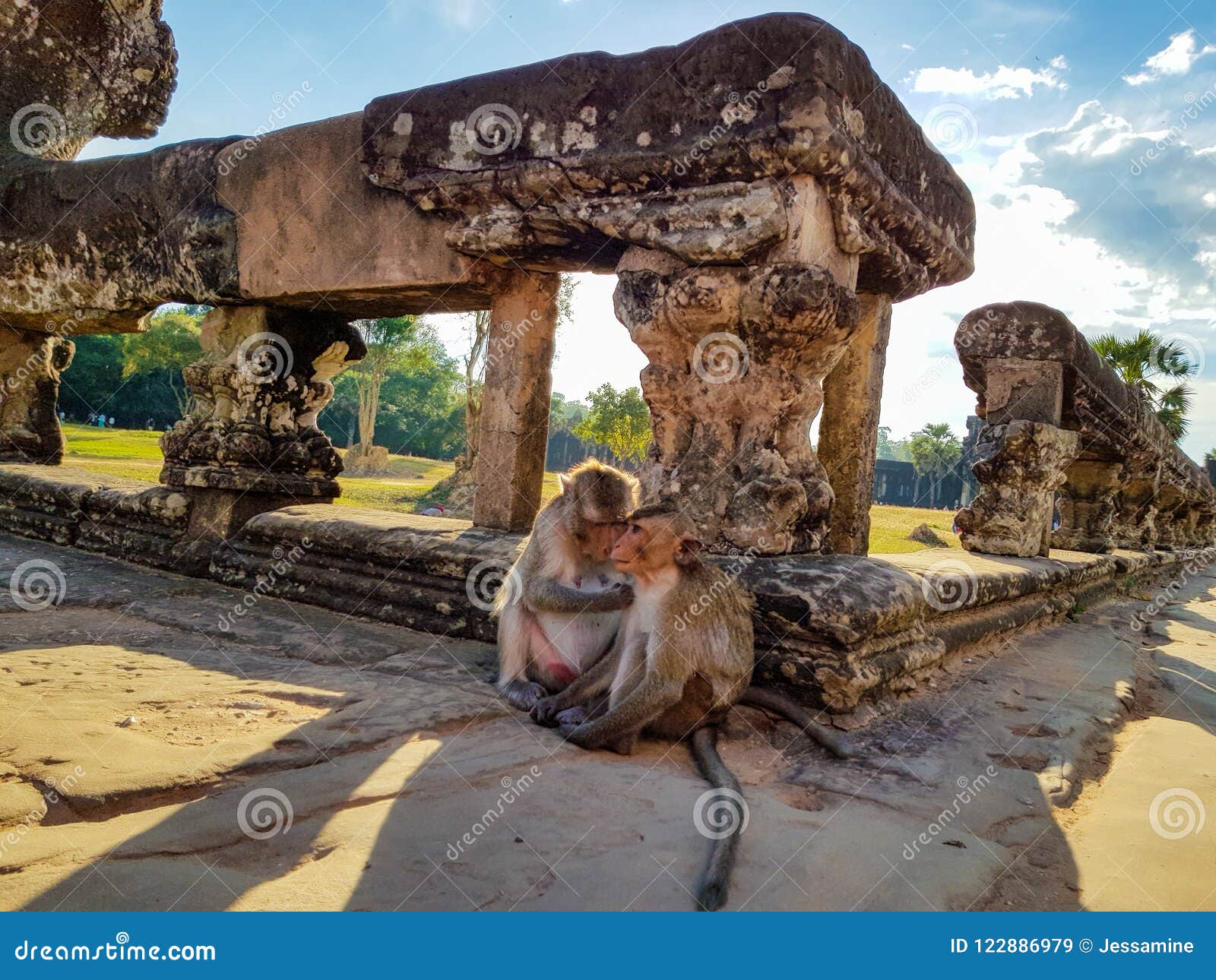 Monkeys at the Angkor Wat Complex Stock Image - Image of park, cambodia ...