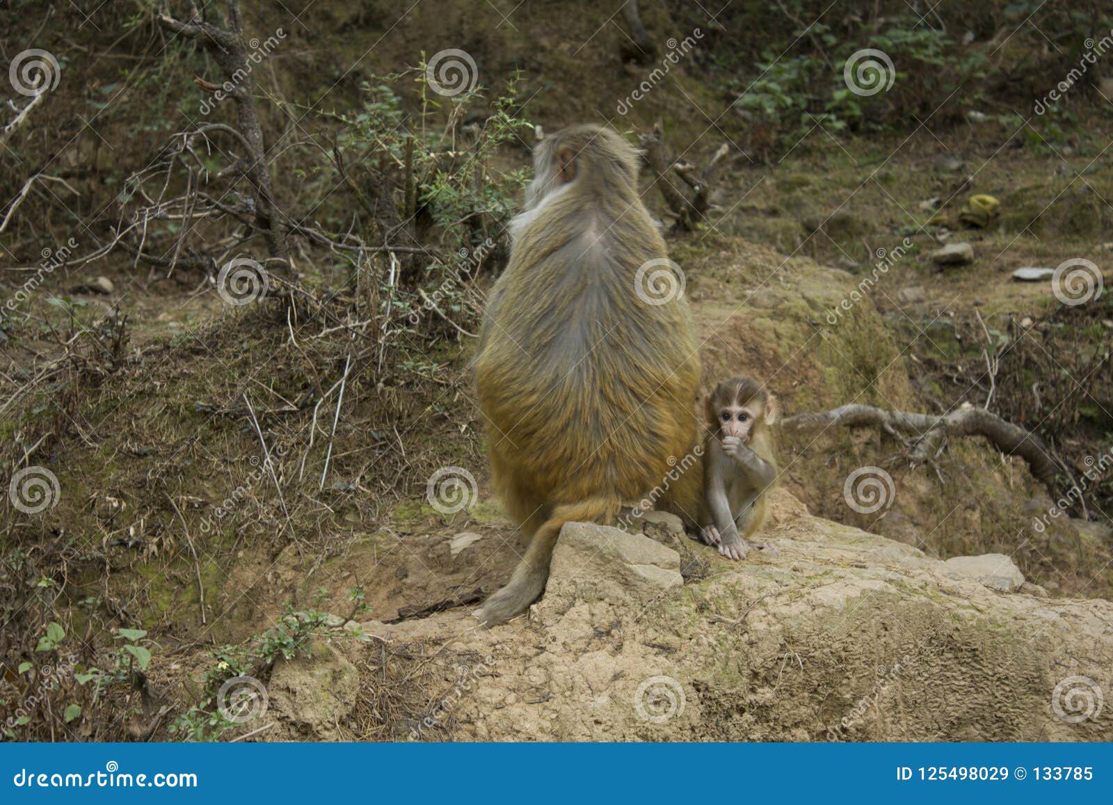 Monkey Mom and baby stock image. Image of asia, care - 125498029