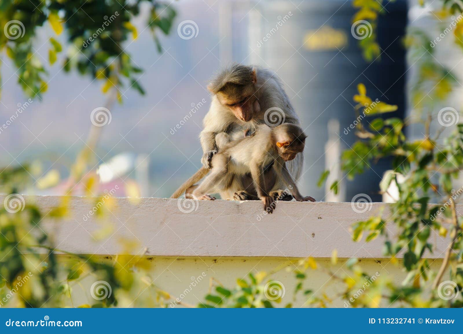 Monkey Mom Caring about His Baby Stock Image - Image of face, feed ...
