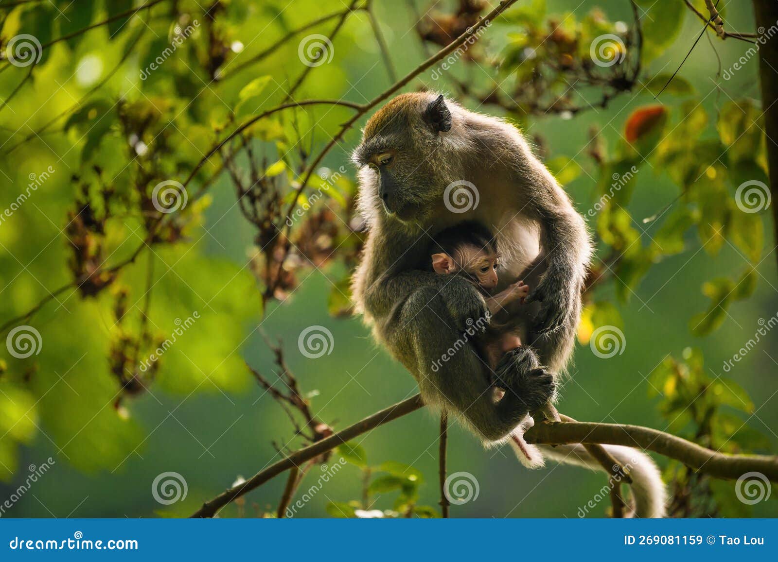 Monkey Mom Holding Her Baby in Warm Light Stock Image - Image of mammal ...