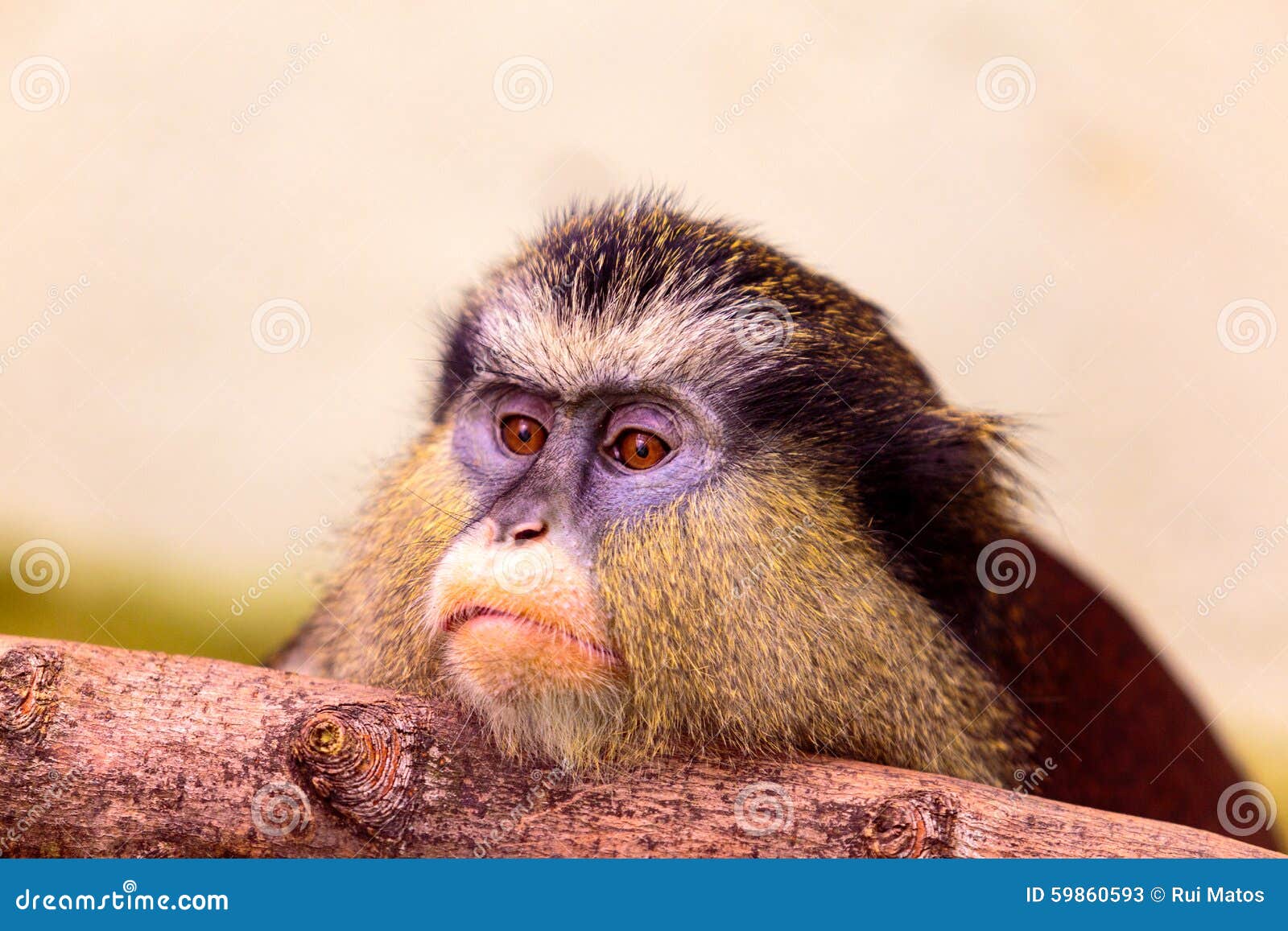 Monkey stock image. Image of cercopithecidae, sadness - 59860593
