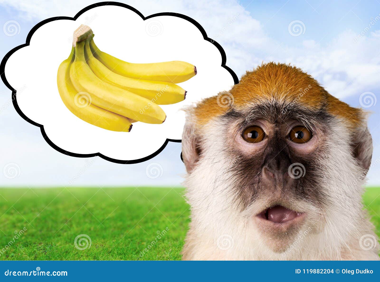 Monkey stock photo. Image of contemplation, animal, foreground - 119882204